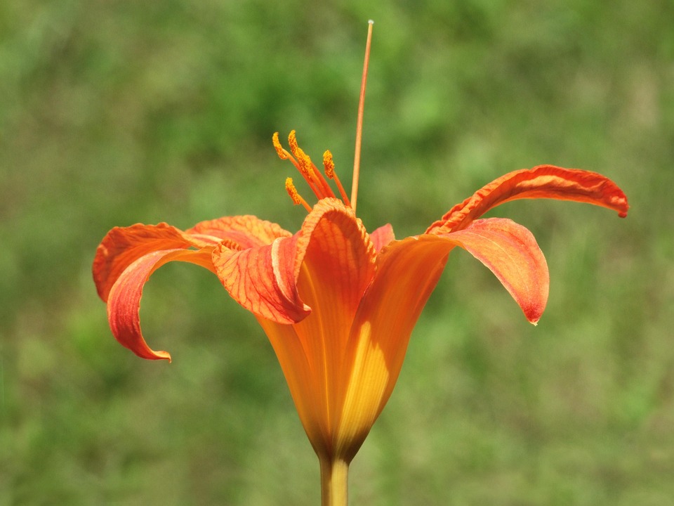 Lírio-Sálvia Hemerocallis Fulva - Foto gratuita no Pixabay - Pixabay