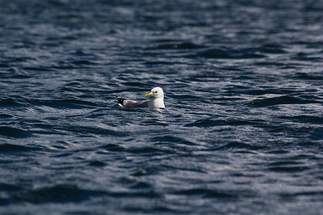 Fish Gull Lake - Free photo on Pixabay - Pixabay