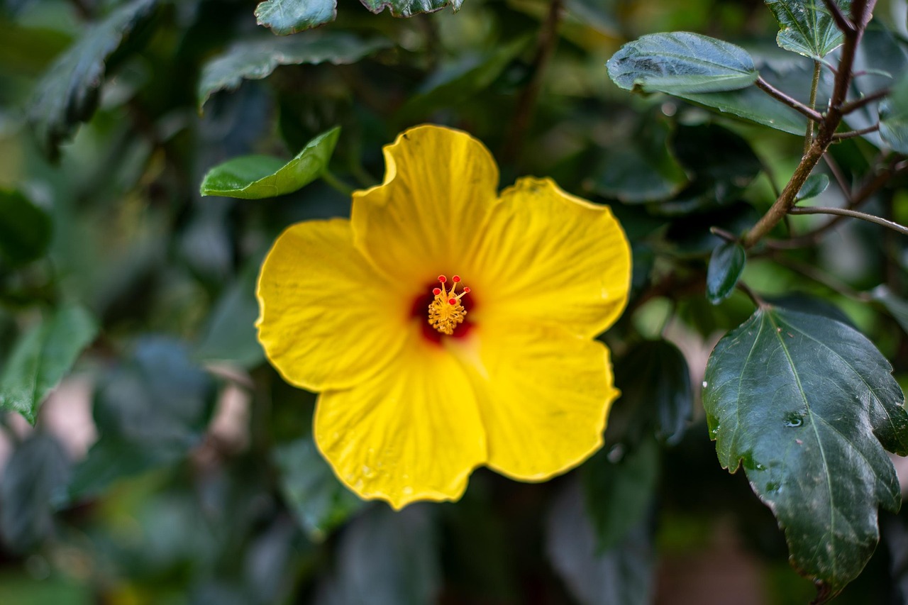 300+ Free Missouri & Nature Images - Pixabay