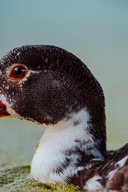 Pato Animal Detalhe - Foto gratuita no Pixabay - Pixabay