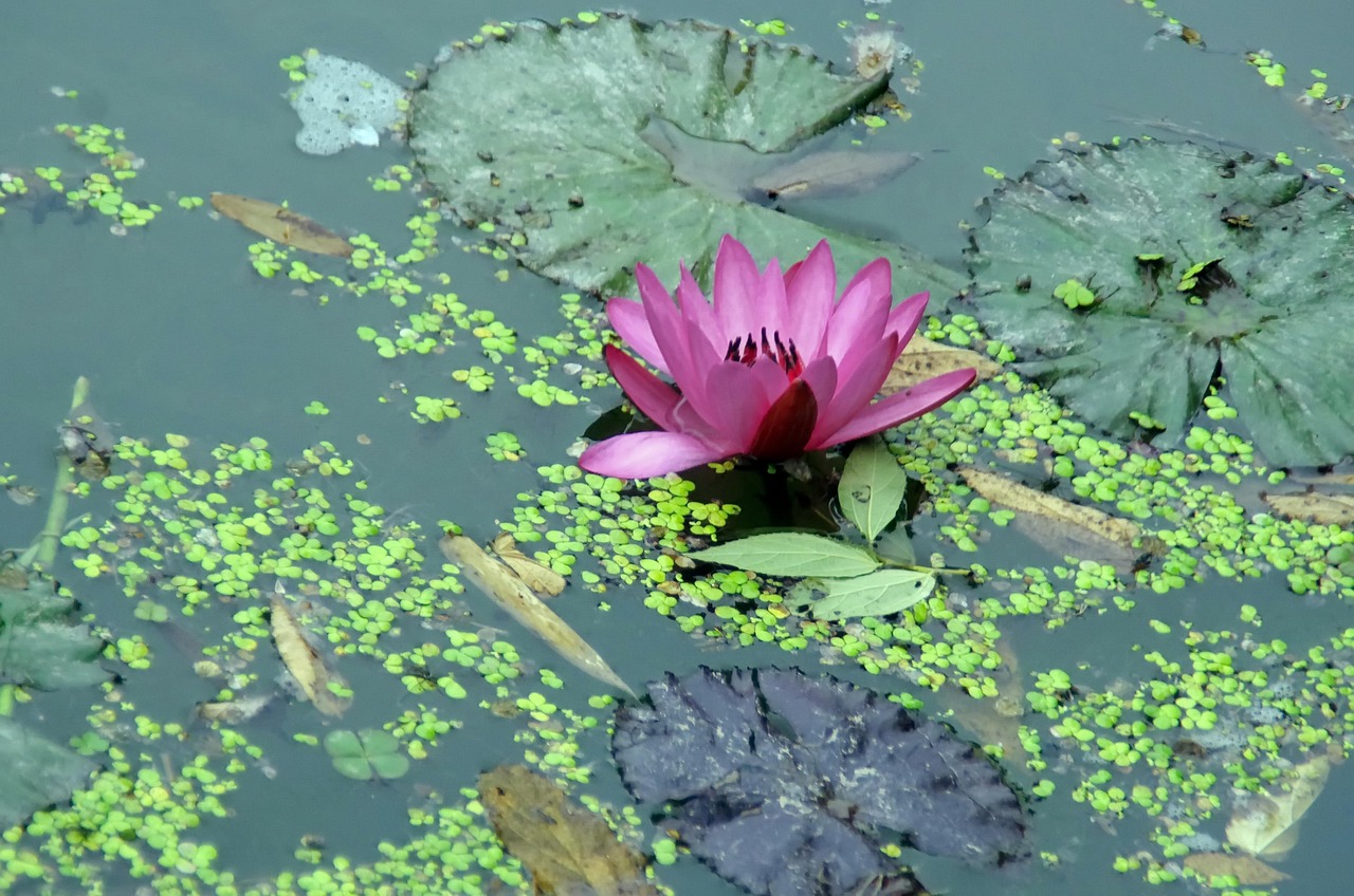 Lily Air Pink - Foto gratis di Pixabay - Pixabay