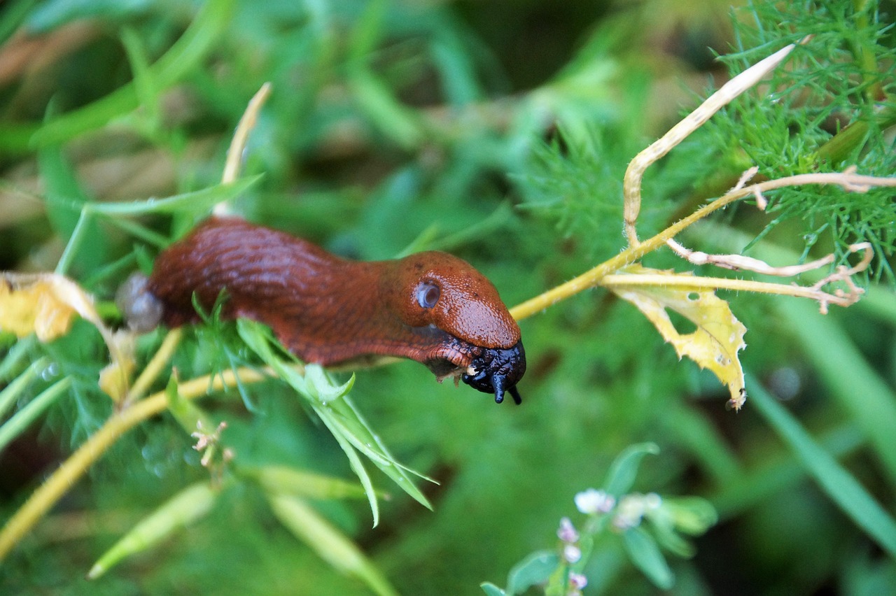 Slug Snail Mollusk - Free photo on Pixabay