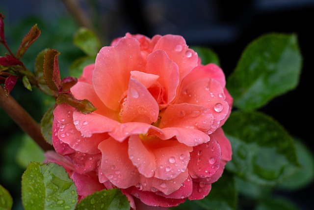 Más de 100 000 imágenes gratis de Rose y Naturaleza - Pixabay