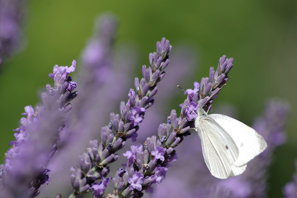 Lavender Butterfly Summer - Free photo on Pixabay