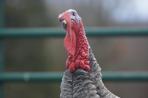 100+ Free Thanksgiving Turkey & Thanksgiving Images - Pixabay