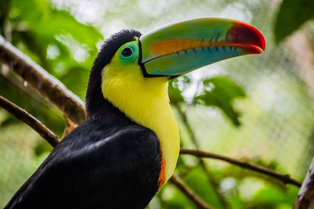M s De 1 000 Im genes Gratis De Tucan Png Y Png Pixabay