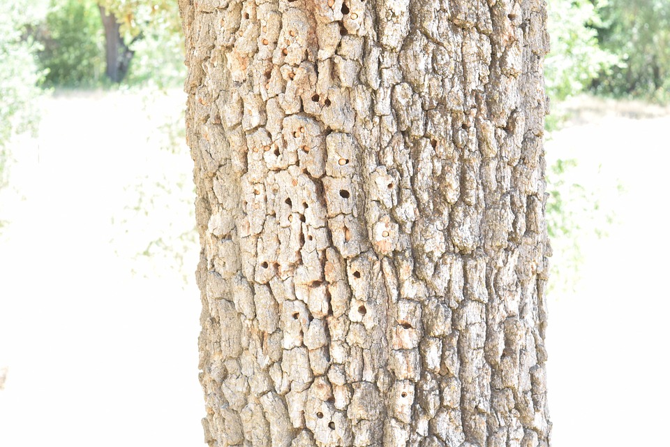 Beetle Infested Tree - Free photo on Pixabay - Pixabay
