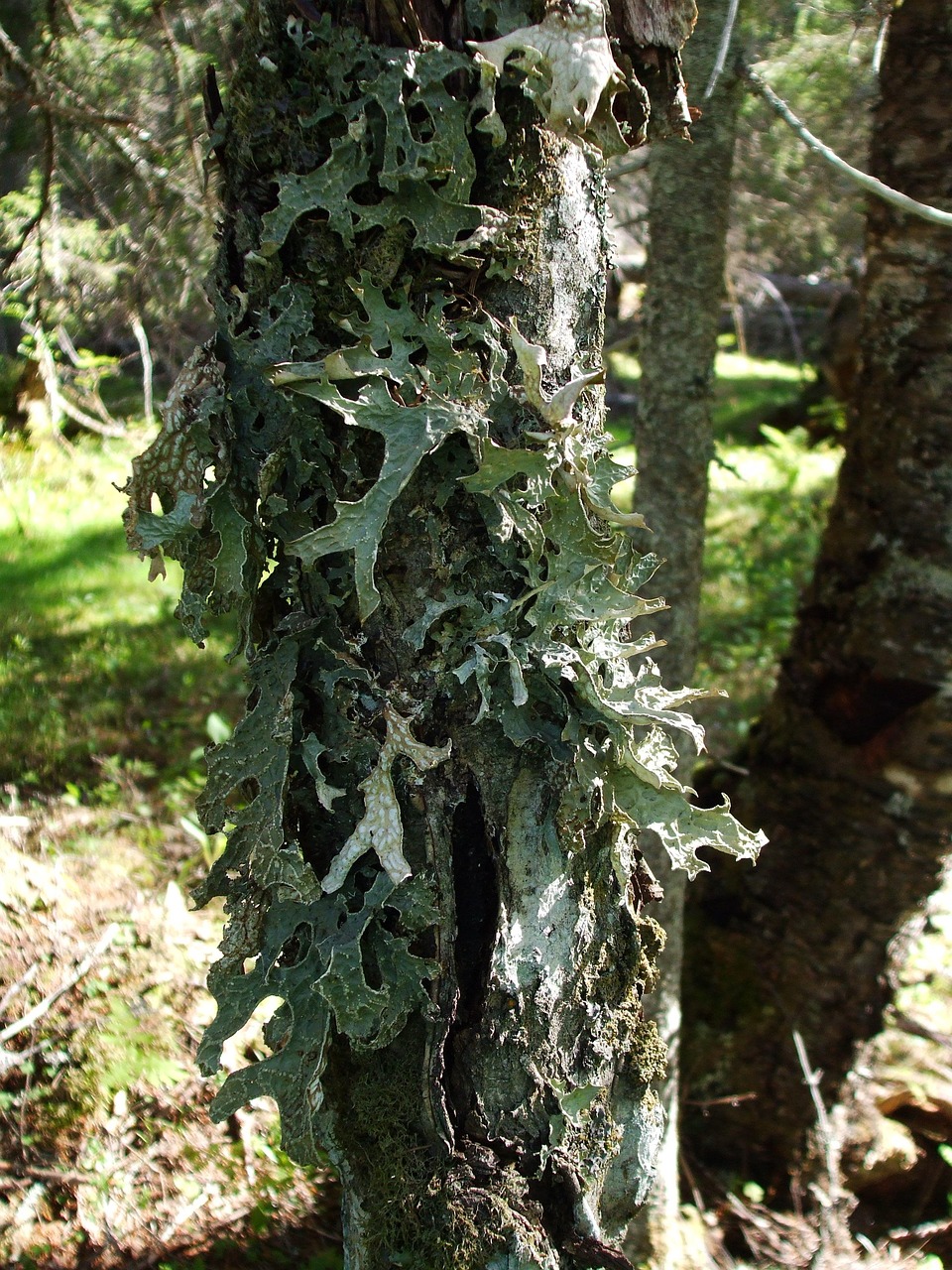Baum Finnland - Kostenloses Foto auf Pixabay - Pixabay