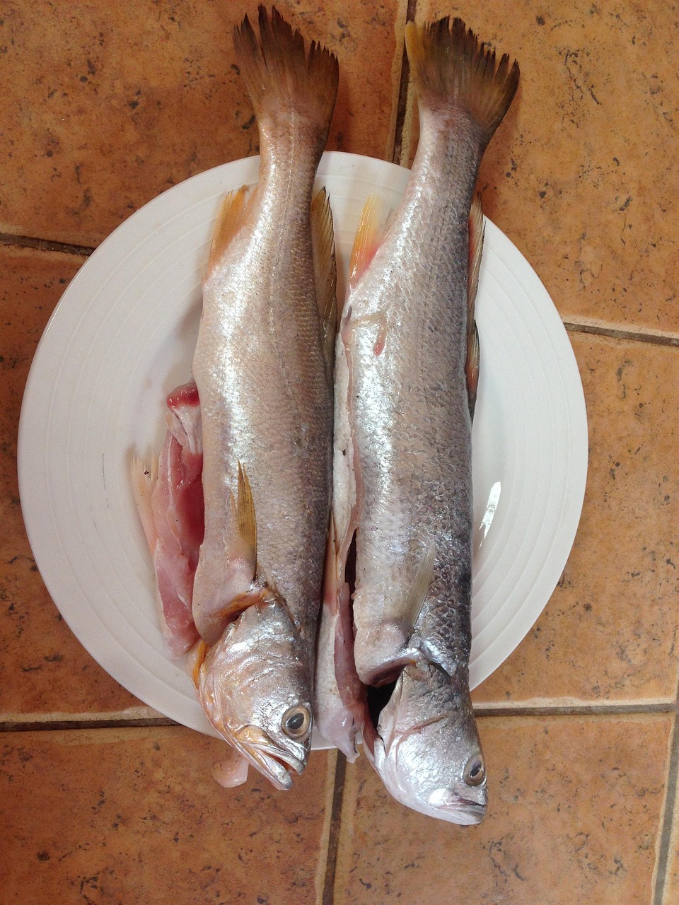 Corvina Peixe Frutos Do - Foto gratuita no Pixabay - Pixabay