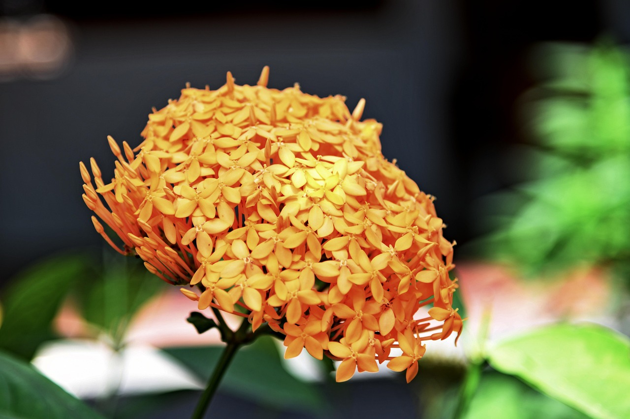 Bunga Buket Gutti Puvvu - Foto gratis di Pixabay - Pixabay