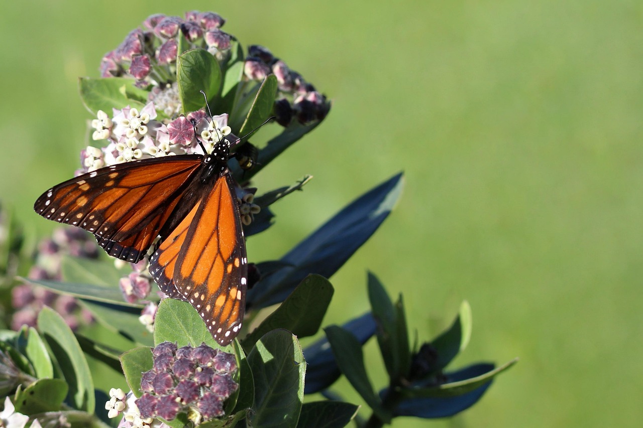 Milkweed Monarch Butterfly - Free photo on Pixabay