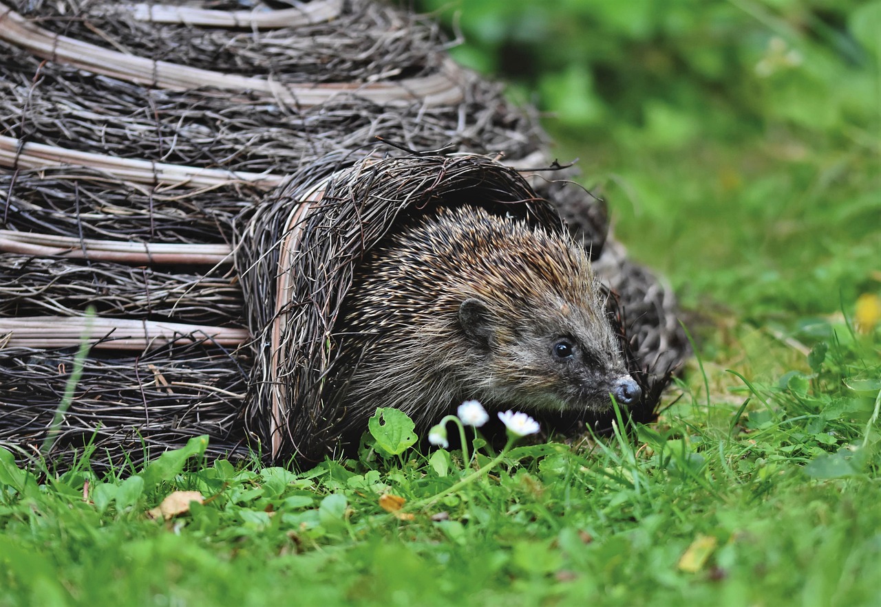 Igel Stacheln Stacheltier - Kostenloses Foto auf Pixabay - Pixabay