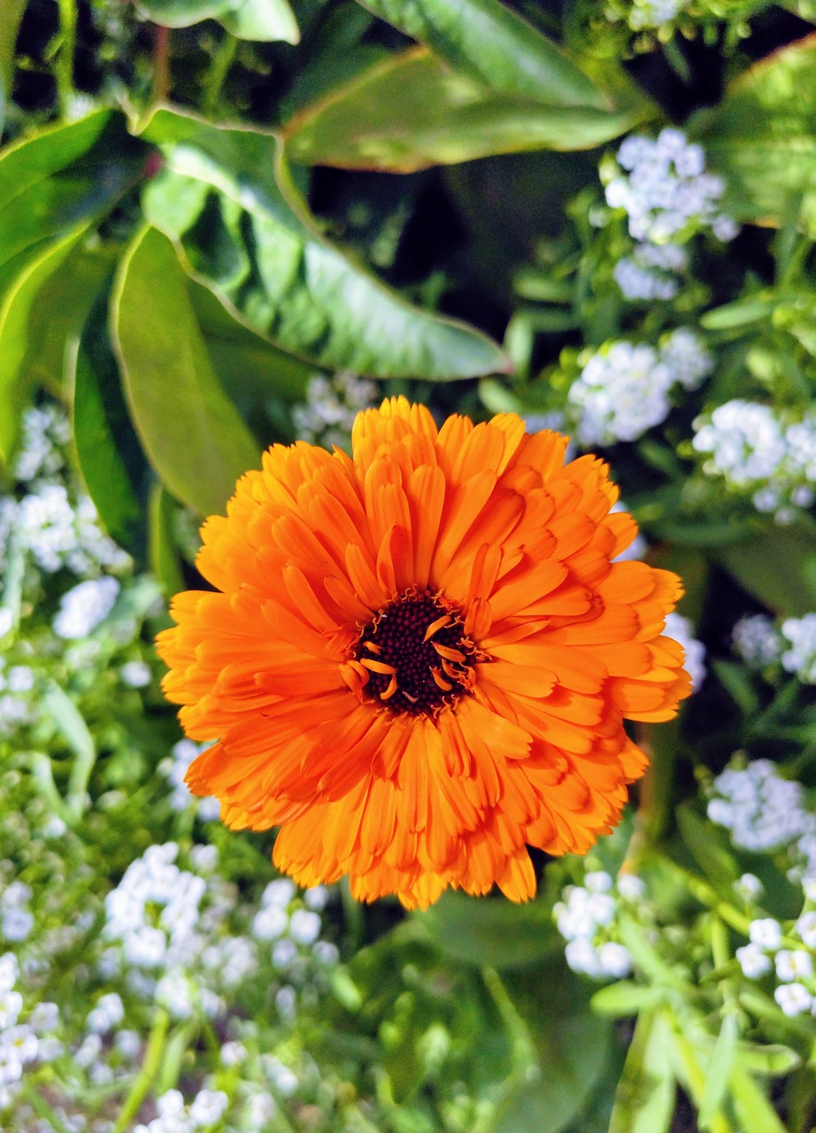 Bloem Oranje Tuin - Gratis foto op Pixabay - Pixabay