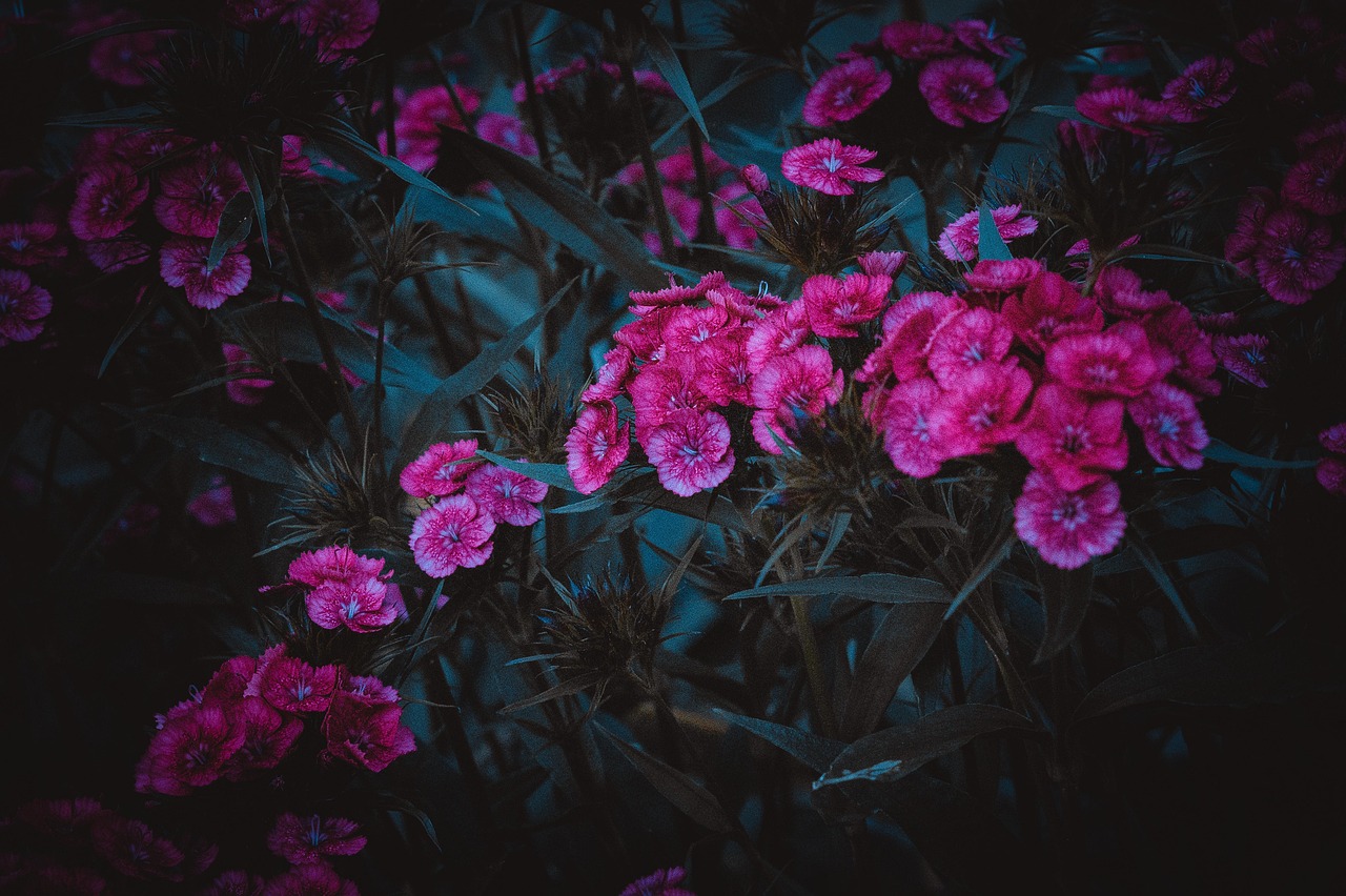Anyelir Merah Jambu Bunga - Foto gratis di Pixabay - Pixabay