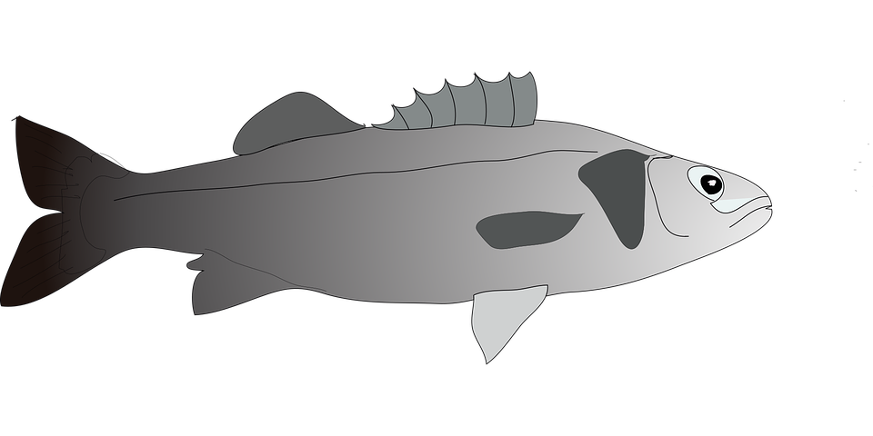 80+ Free Bass Fish & Fish Images - Pixabay