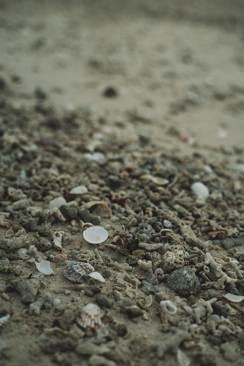 Muschel Strand Meer - Kostenloses Foto auf Pixabay - Pixabay