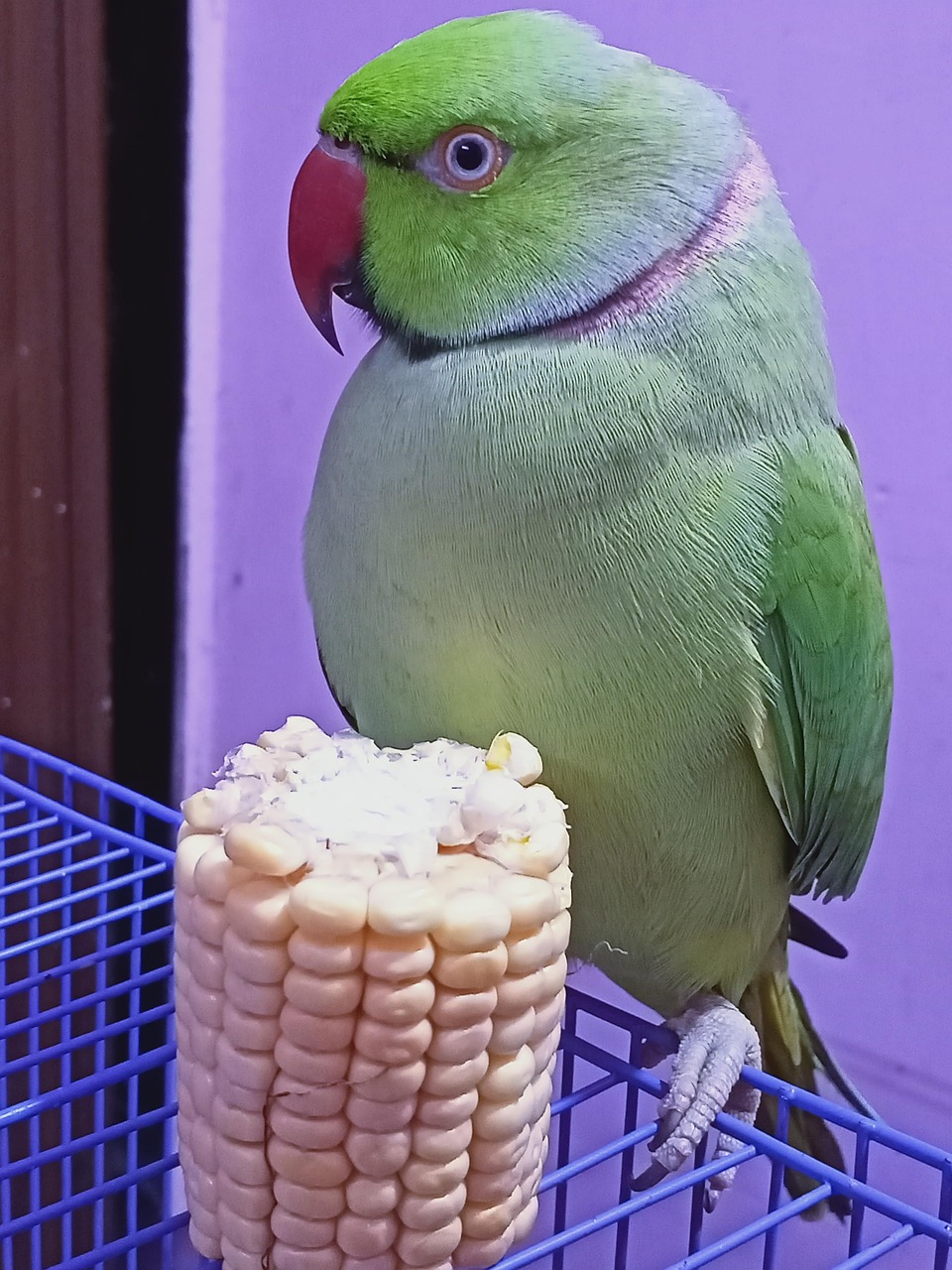 Indian Ring Neck Parrot Green - Free photo on Pixabay - Pixabay