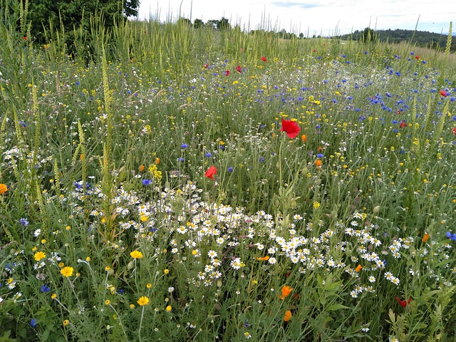 Blumen Wiese - Kostenloses Foto auf Pixabay - Pixabay