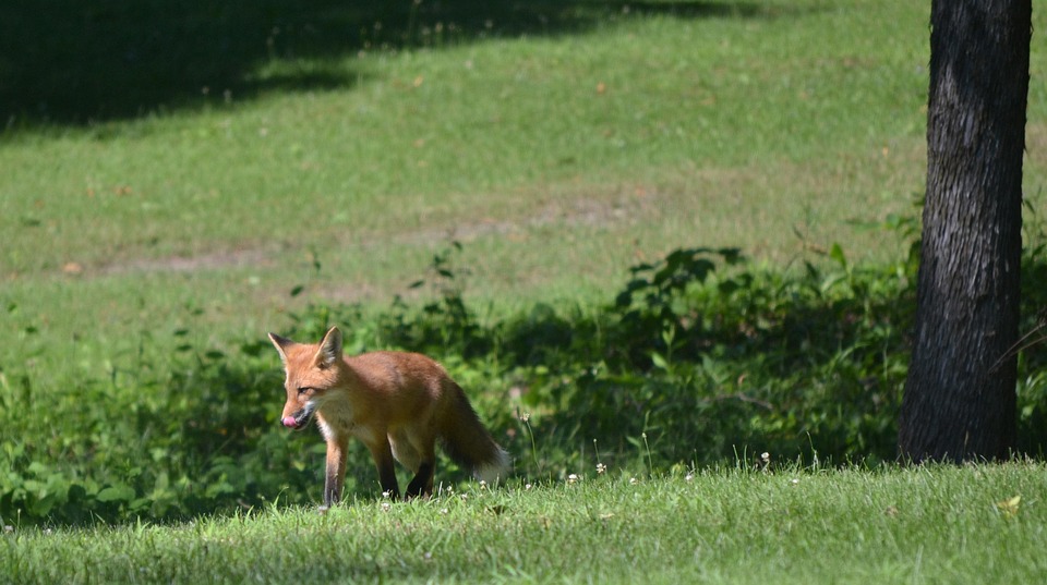 Animal Red Fox - Free photo on Pixabay - Pixabay