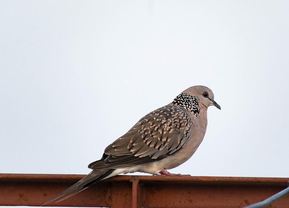 Pomba Pássaro Sentado - Foto gratuita no Pixabay - Pixabay