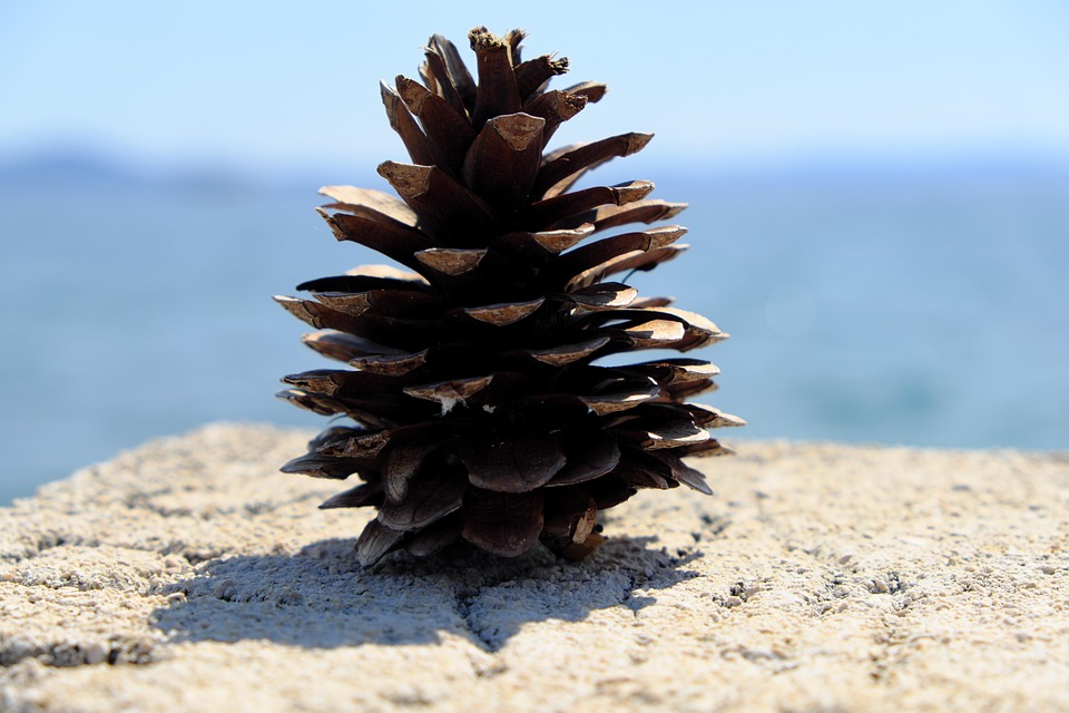 Pommes De Pin Mer Robinet - Photo gratuite sur Pixabay - Pixabay