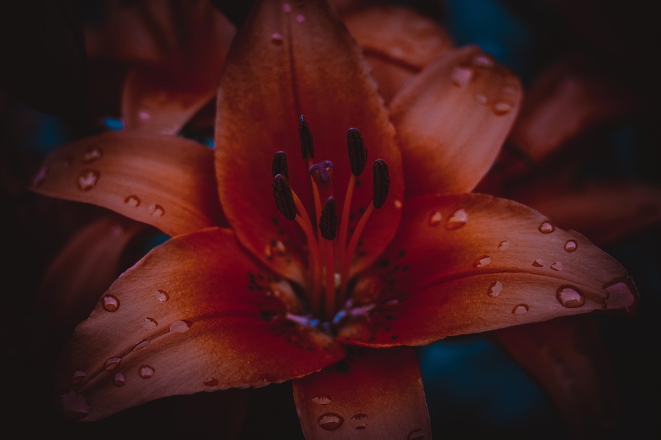 Lily Carnation Pink - Free photo on Pixabay - Pixabay
