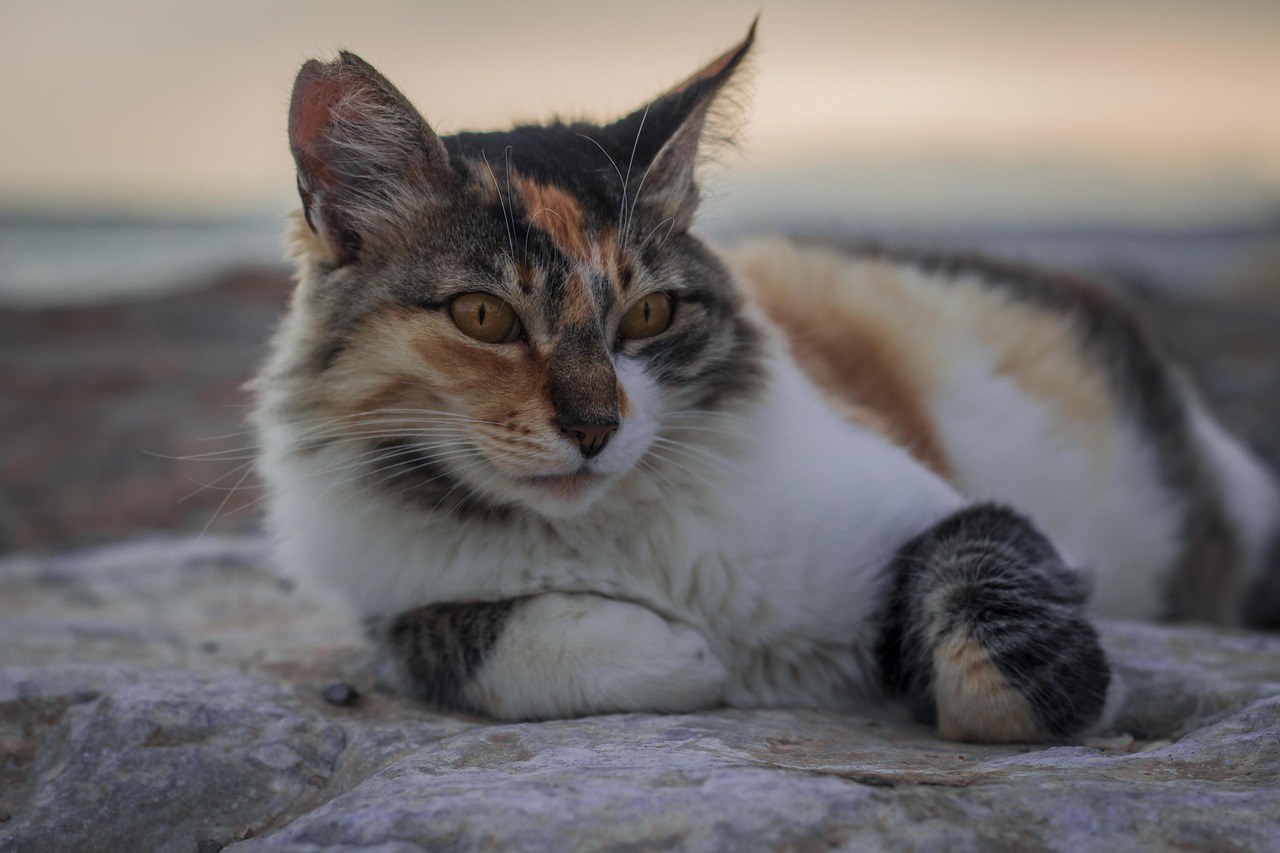 100+ Free Cool Cat & Cat Images - Pixabay