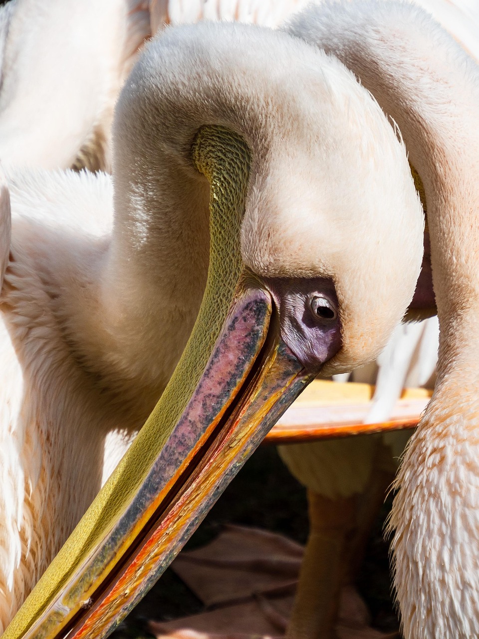 Pelican Head Close Up - Free photo on Pixabay - Pixabay