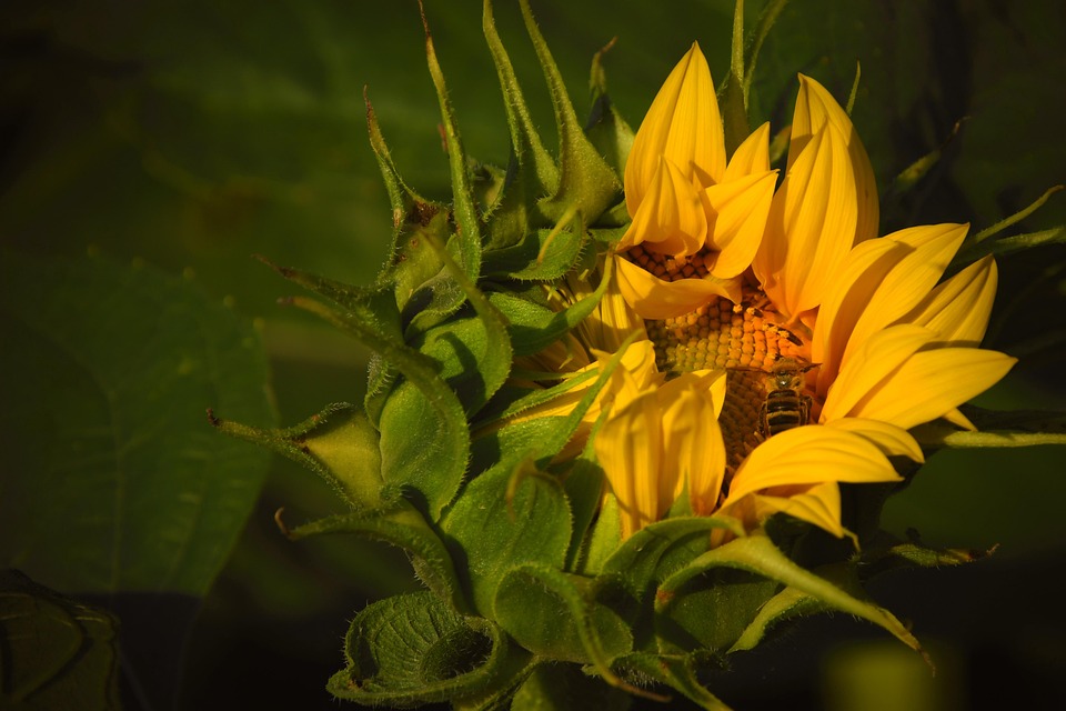 Tournesol Fleur Agriculture - Photo gratuite sur Pixabay