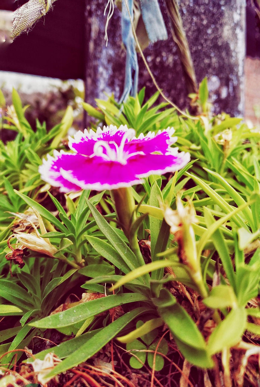 Pink Flower In Grass - Free photo on Pixabay - Pixabay