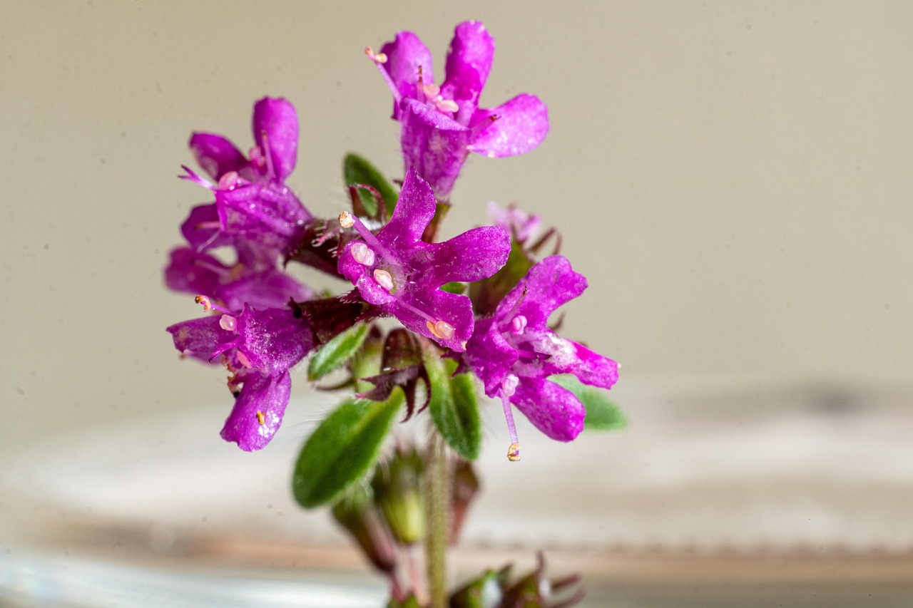 Thymus X Citriodorus Citrontimian - Free photo on Pixabay