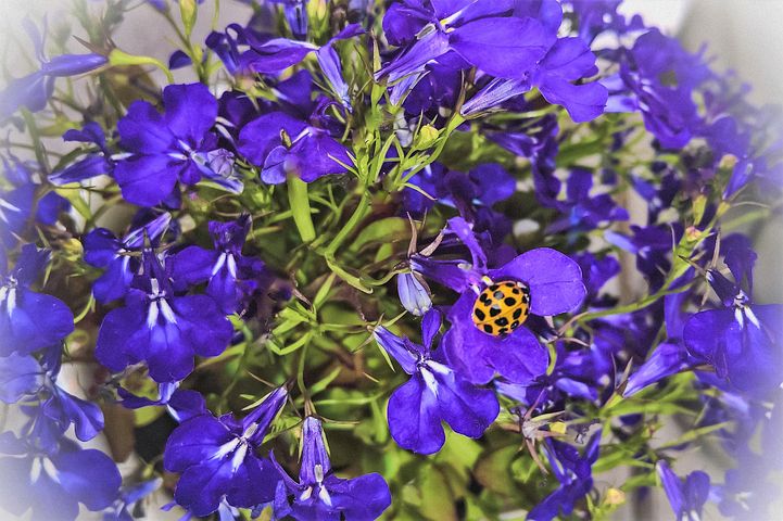 900+ Free Garden Blue Yellow & Garden Images - Pixabay