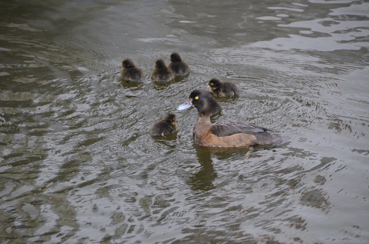 Tufted Duck Chicks - Free photo on Pixabay