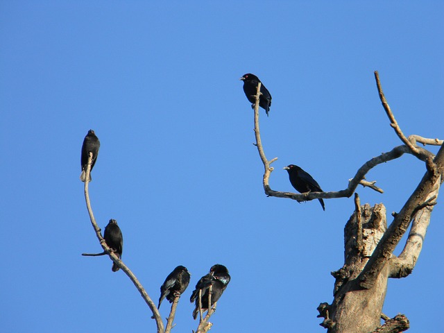 Cowboy Birds - Free photo on Pixabay - Pixabay