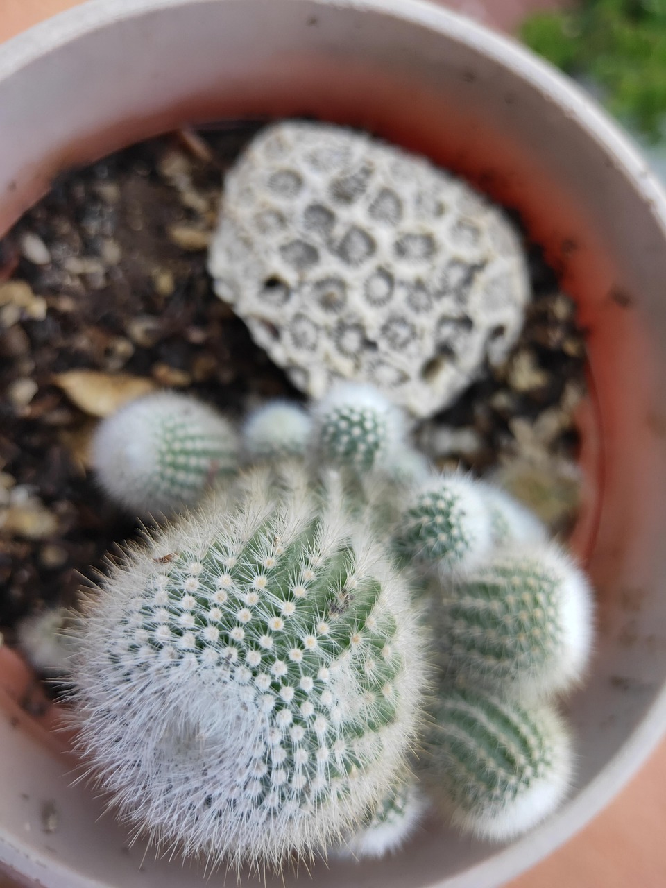 Cactus Plantes Vert La Colonne - Photo gratuite sur Pixabay - Pixabay