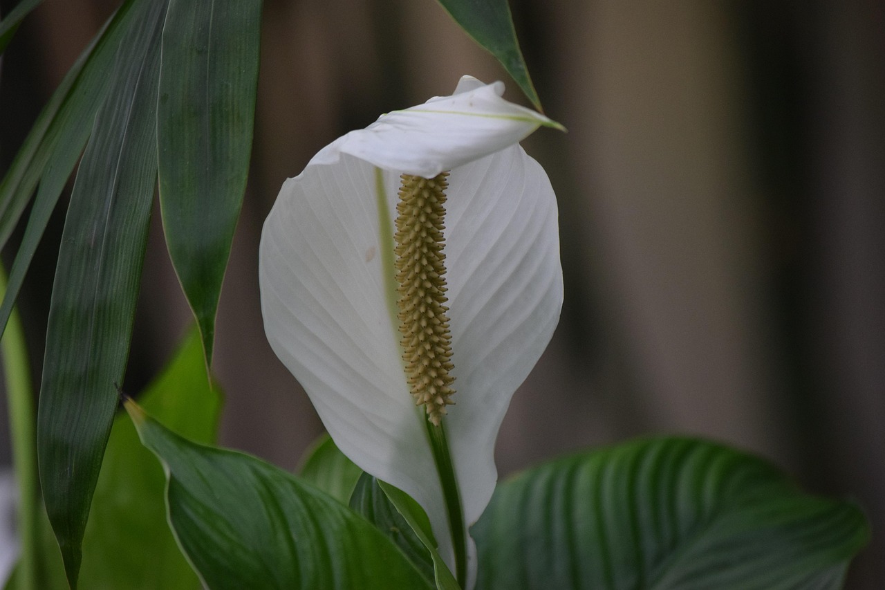 Fleur Blanche La Paix - Photo gratuite sur Pixabay - Pixabay