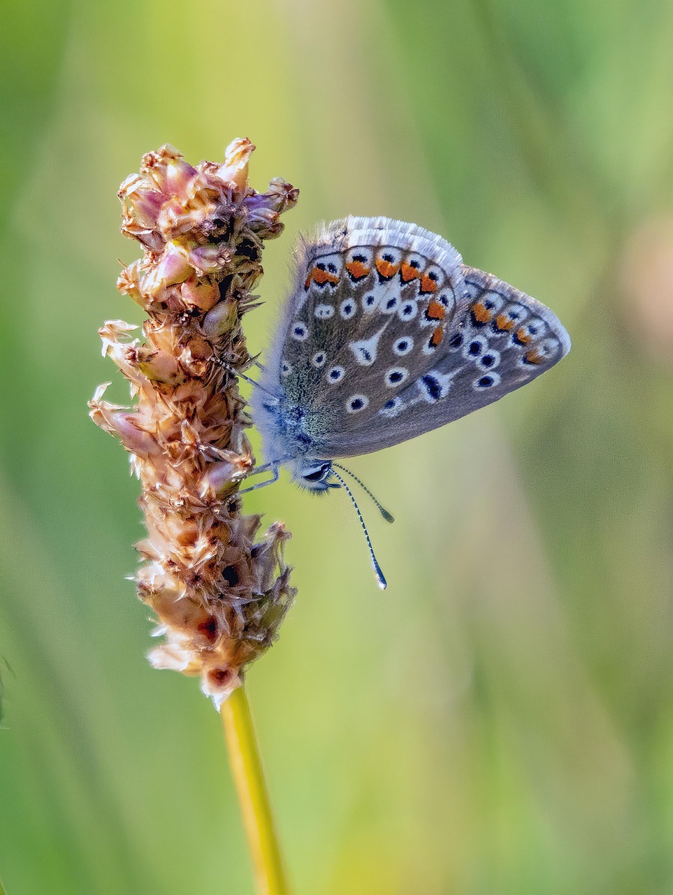 Papillon Communes-Bleu Paire - Photo gratuite sur Pixabay - Pixabay