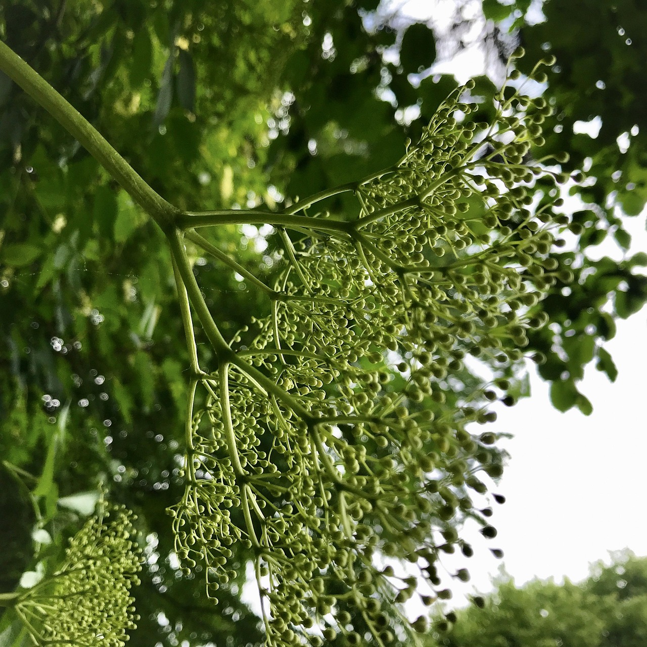 Elder Fruit Immature - Free photo on Pixabay - Pixabay