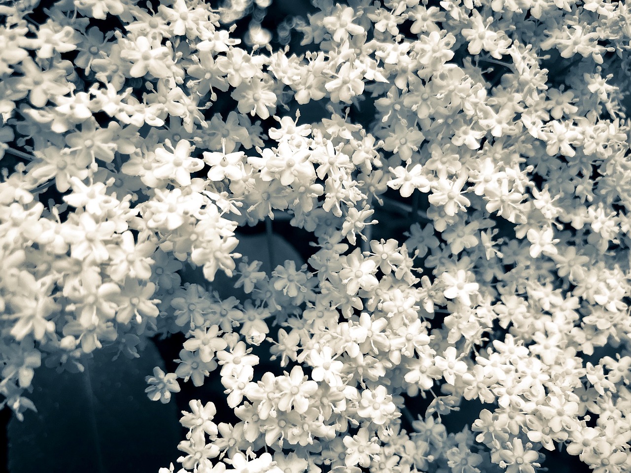 Flor Antiga Mais Velho Arbusto - Foto gratuita no Pixabay - Pixabay