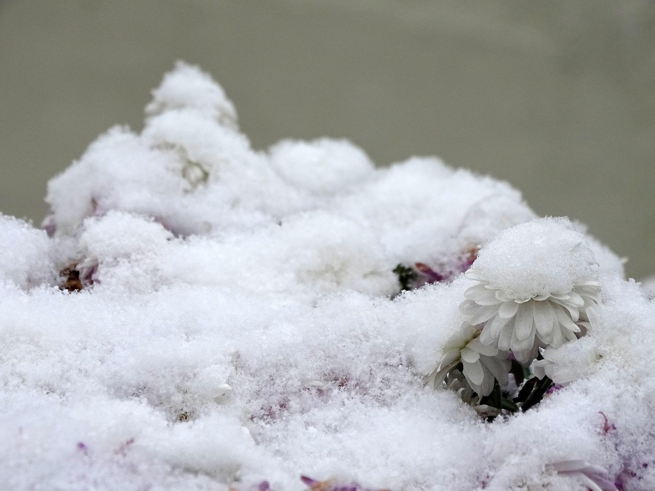 200+ Free Primera Flor & Nature Images - Pixabay