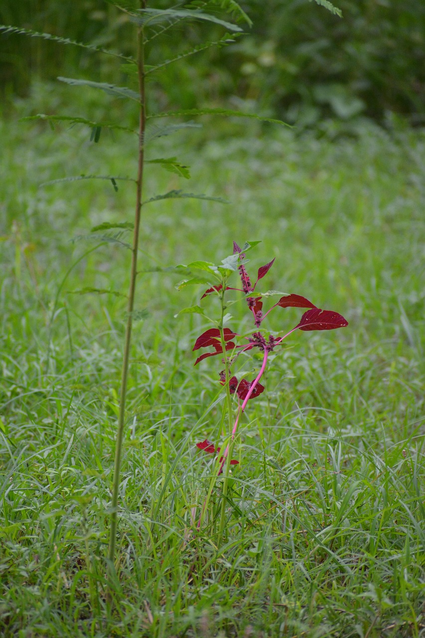 Plantes Vert Gazon Sur Le - Photo gratuite sur Pixabay - Pixabay