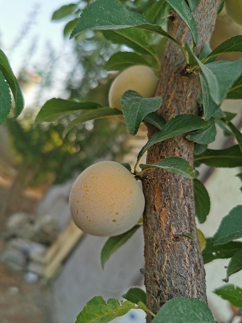 Aloo Árvore - Foto gratuita no Pixabay - Pixabay