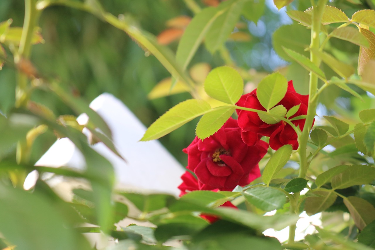 Rose Green Leaf Flower - Free photo on Pixabay - Pixabay