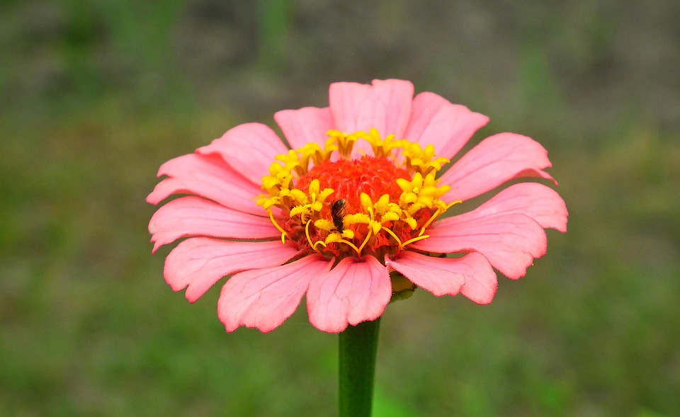 Zinnia Flor Planta - Foto gratis en Pixabay - Pixabay