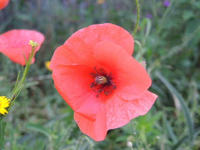Bunga Poppy Merah - Foto gratis di Pixabay - Pixabay