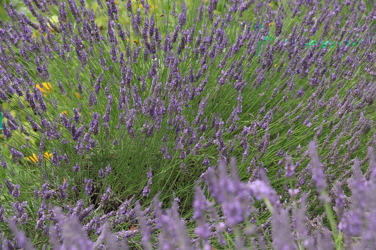 Lavender Purple Monet - Free photo on Pixabay