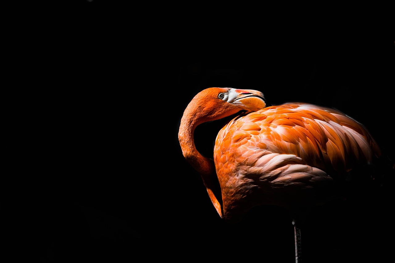 Flamingo Herd Swarm - Free photo on Pixabay