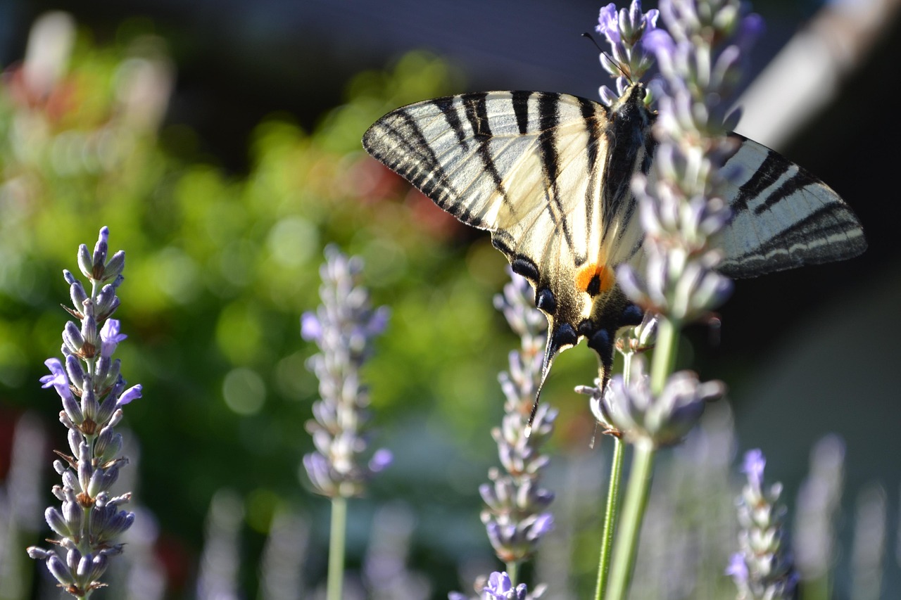 Mariposa Naturaleza Flor - Foto gratis en Pixabay - Pixabay