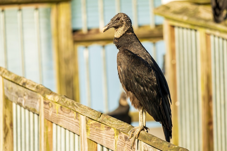 Black Vulture - Free photo on Pixabay