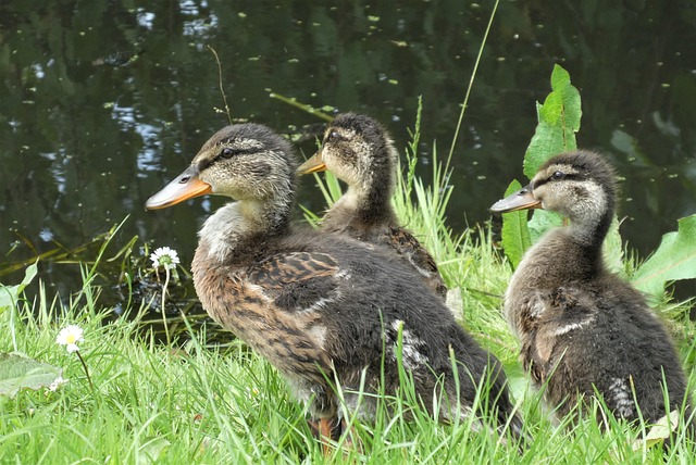 Les Jeunes Canards - Photo gratuite sur Pixabay - Pixabay